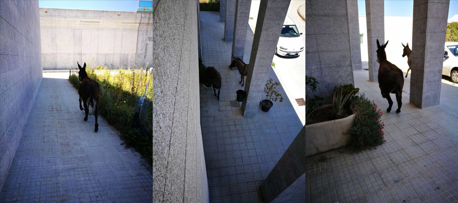 Asinelli nel carcere di Tempio Pausania, il sindacato dei penitenziari ...